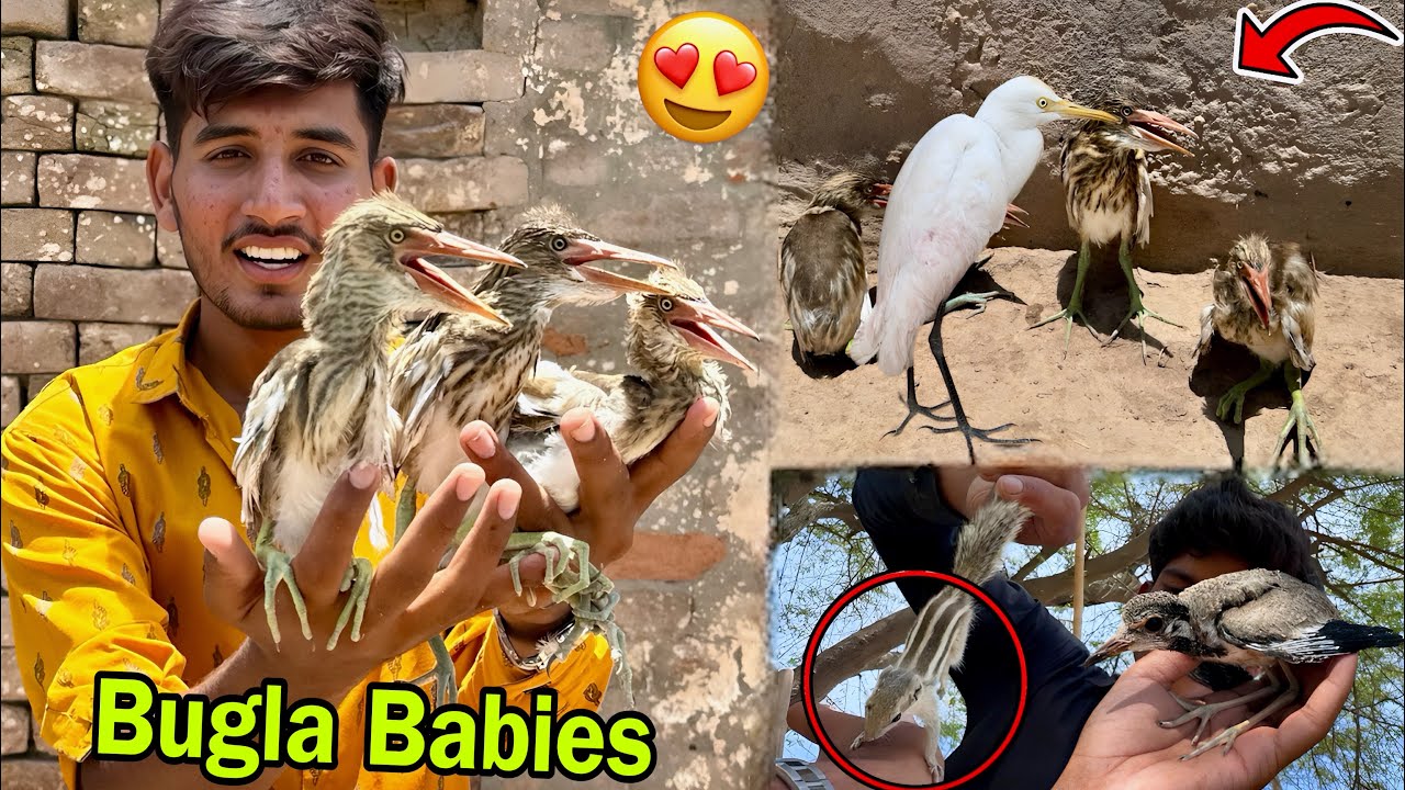 Indian🇮🇳 Heron Pond and Bugla and Puri Family Paker😍 - YouTube