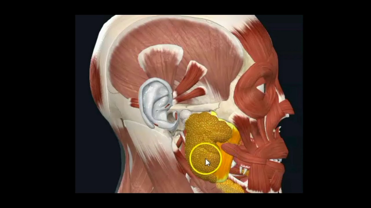 EASY ANATOMY OF PAROTID GLAND - Location, Shape, Presenting parts ...