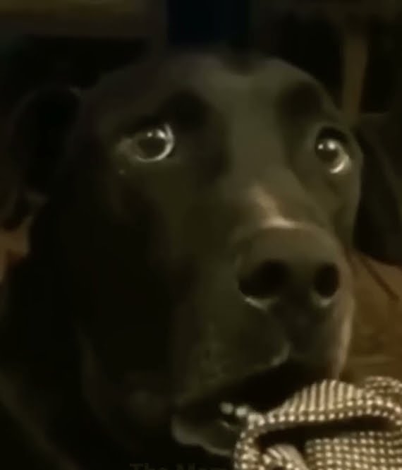 shocked dog - YouTube