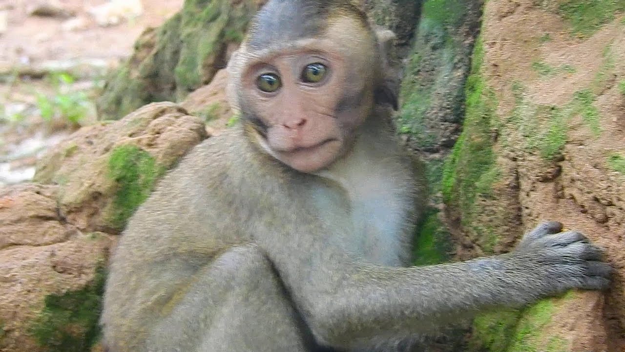 Super cry David! monkey David crying shake body because mum Diamond ...