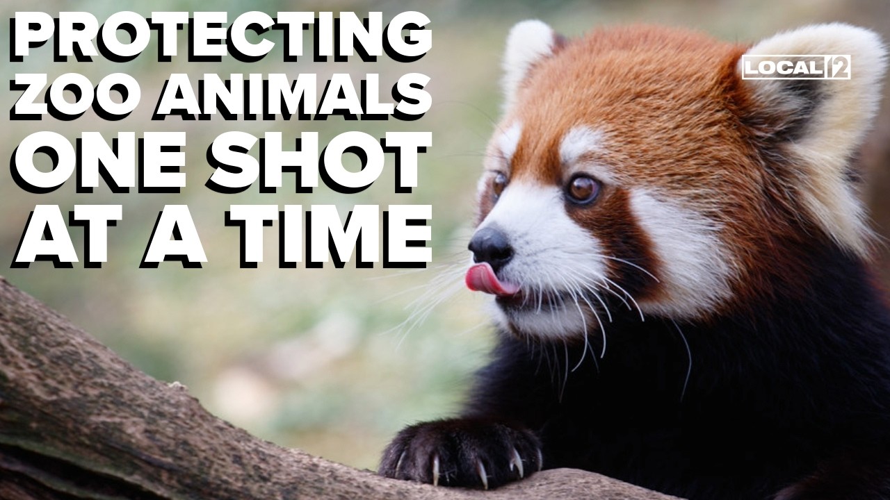 Protecting zoo animals one shot at a time - YouTube