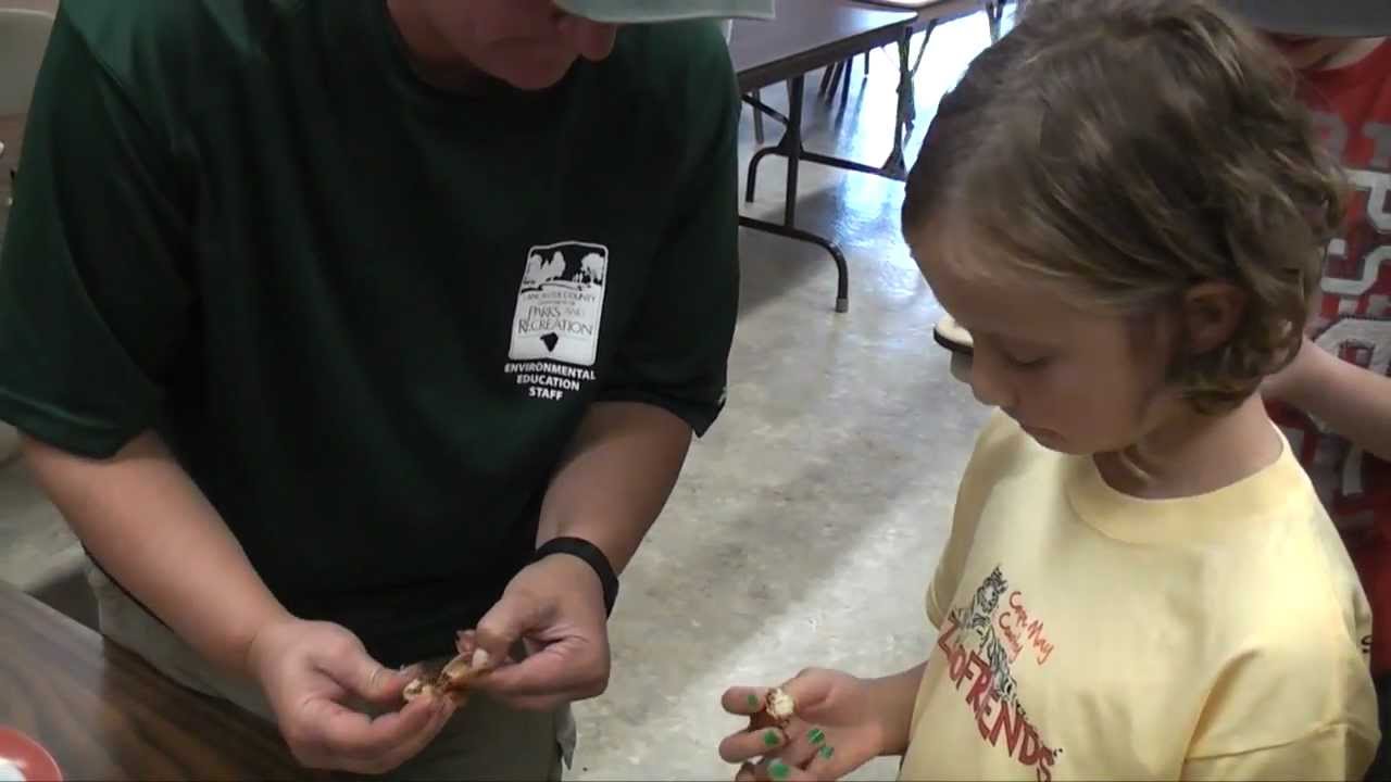 Kids catch, eat bugs in 'Hunt, Gather and Cook Insects' program - YouTube