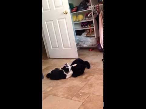 My cat playing with stuffed animal