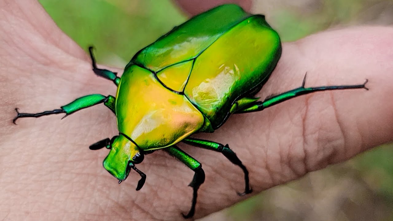 Emerald beetle found by accident where longhorn beetle occurs - YouTube