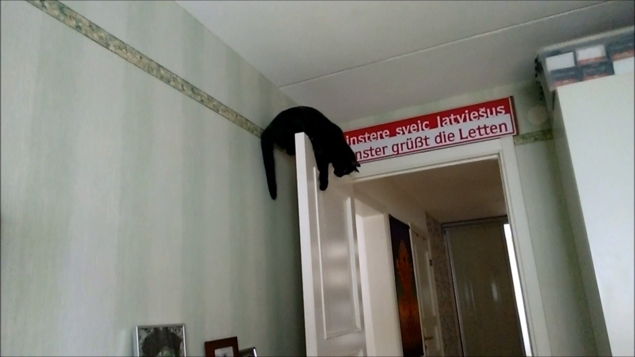 Cat Trick by Mongo The Cat - YouTube