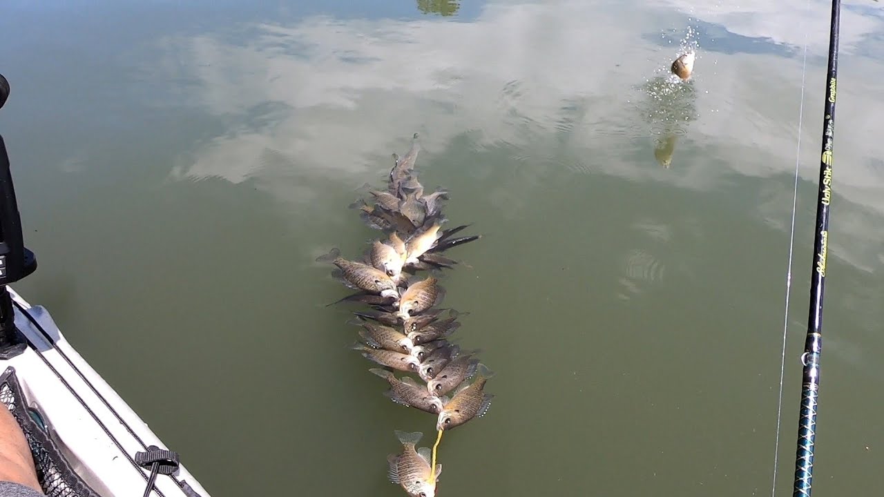 Stringer full of bluegill - YouTube