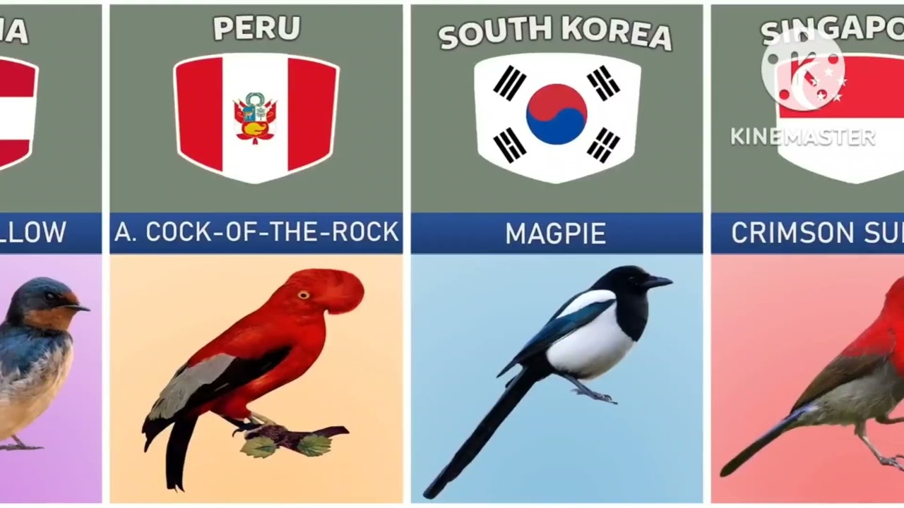 National birds from different countries - YouTube