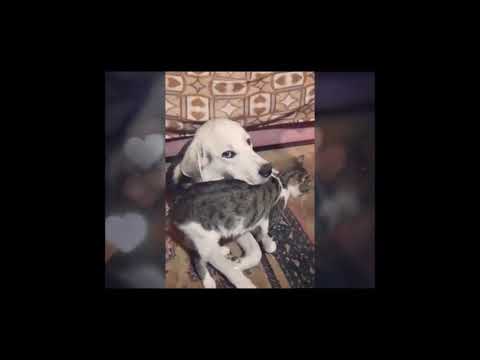 Köpek Paşa ile Kedi Beyaz'ın dostluğu devam ediyor. 2. Bölüm ஐ ipek miniş ஐ