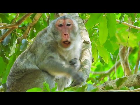 Who Monkey Jane is talking to? What happened?