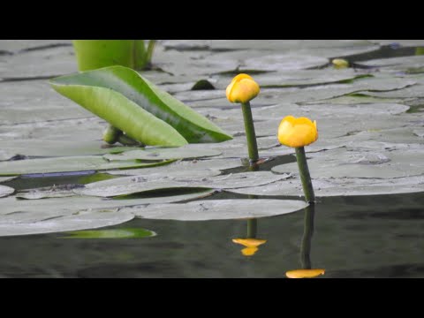 Huzur veren kuş sesleri  doğanın bütün güzelliklerini bu videoda görebilirsiniz