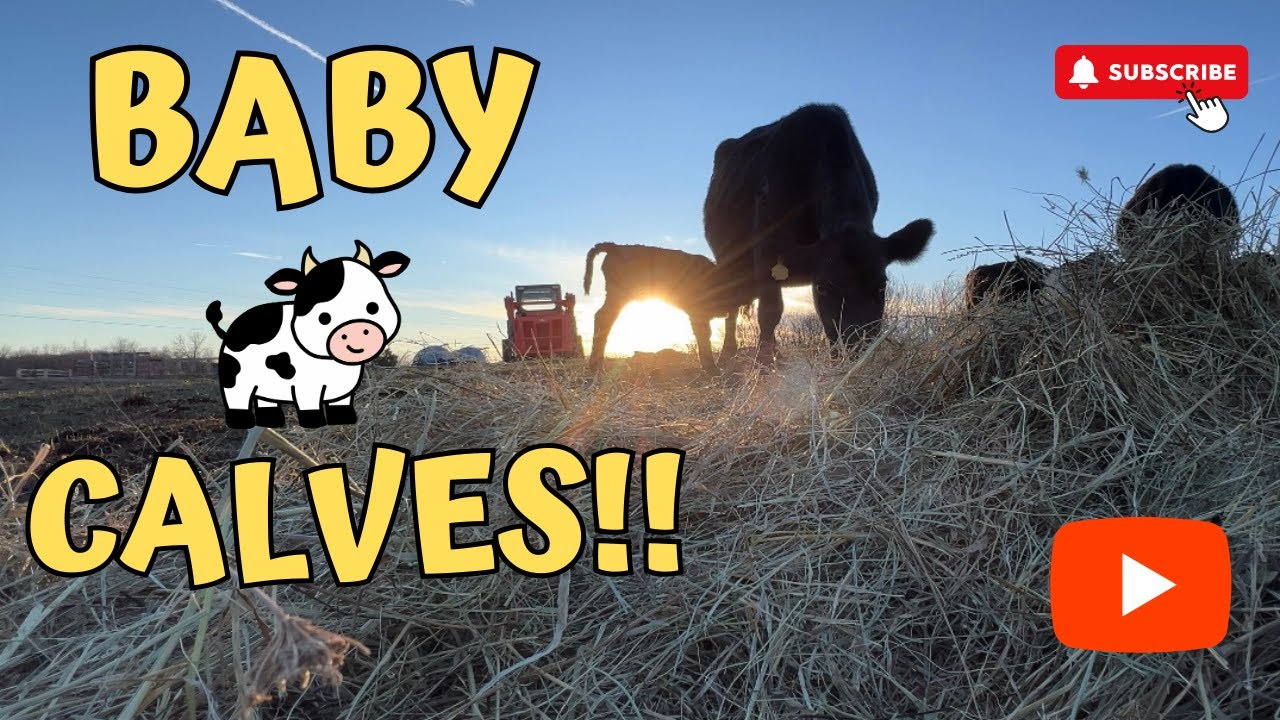 Witness the Adorable Arrival of Baby Calves! | Midwest Homesteading ...