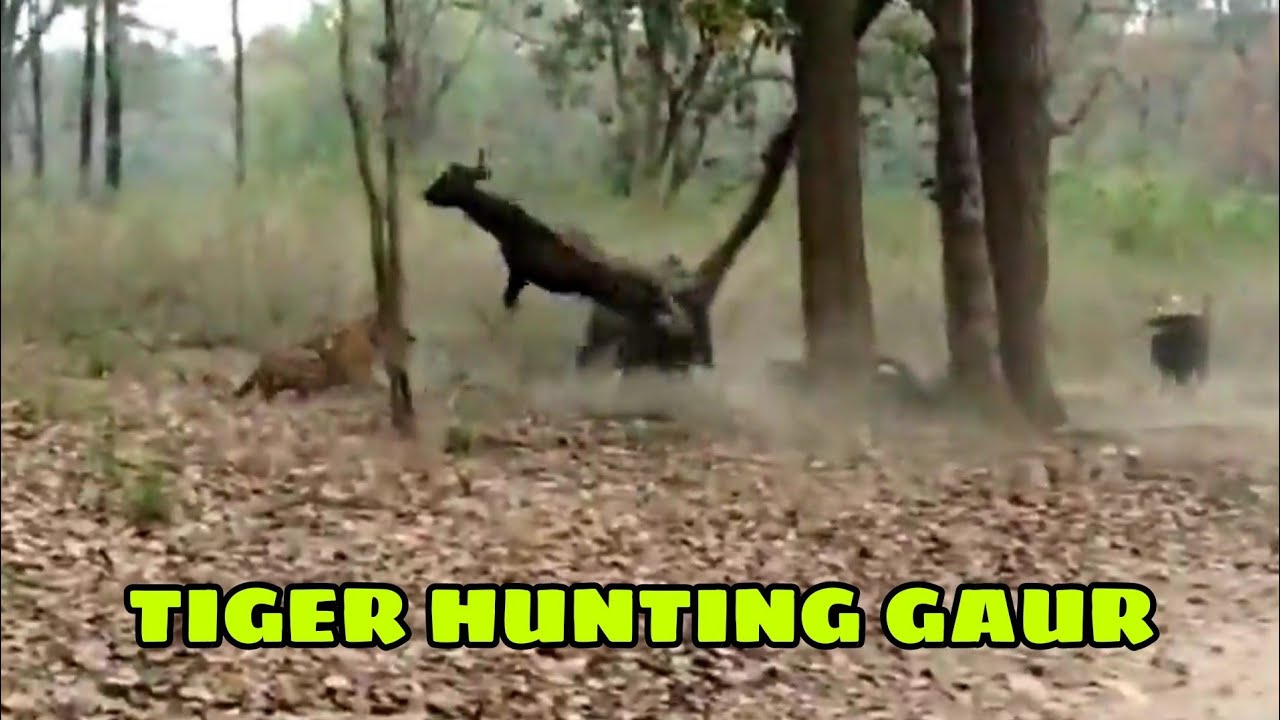 TIGER VS GAUR | Tiger Hunting A Gaur - YouTube