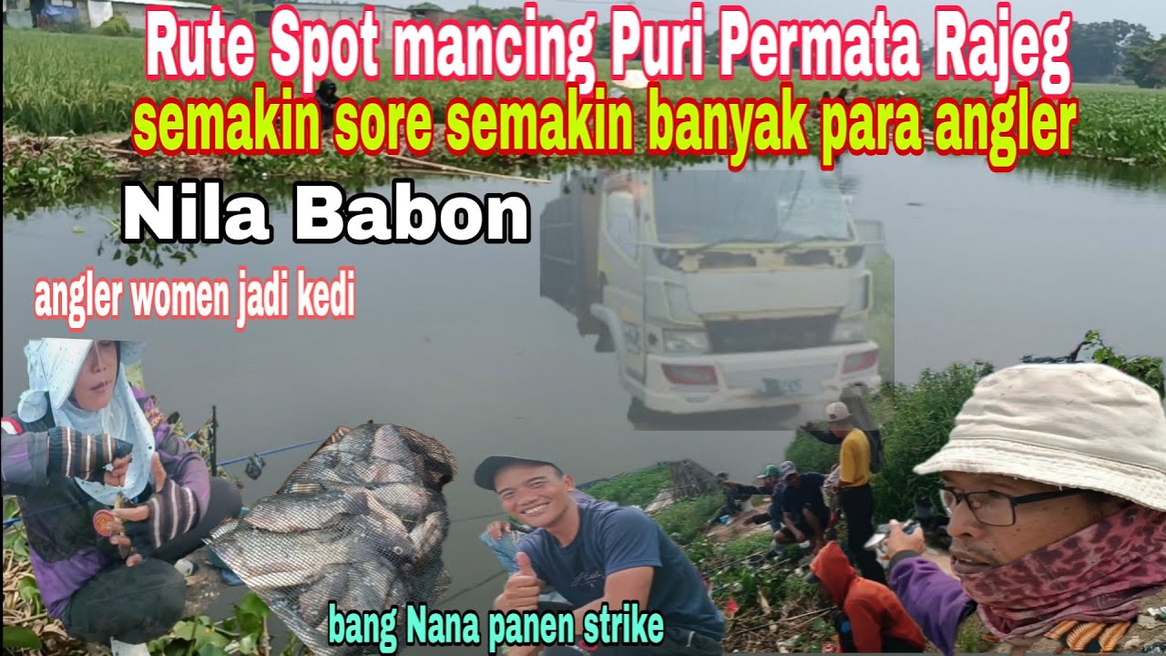 SPOT MANCING NILA LIARAN PURI PERMATA RAJEG...!! Semakin Sore Banyak ...