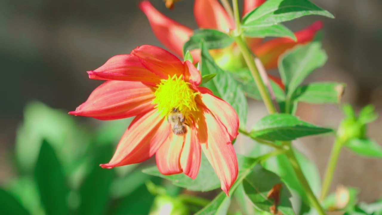 Relaxing Music & Birds Singing | Peaceful Piano Music | Soothing ...