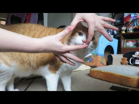Cat Does The Snoot Challenge...Fail - YouTube