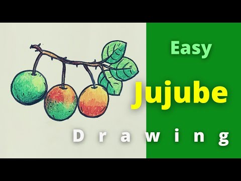 How to draw Jujube // How to draw and colour Jujube easily step by step ...