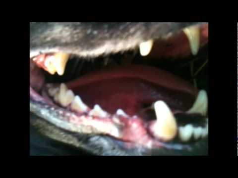 Tom Kinsolving's "Pup" Offers Hyper-ventilated Commentary - YouTube