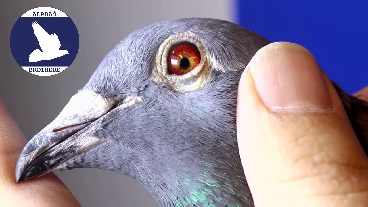 BE18 6018869 GEERINCKX PIGEONS (LUC,BART & JURGEN) - YouTube