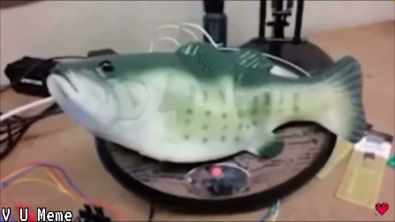 Talking fish huh meme - YouTube