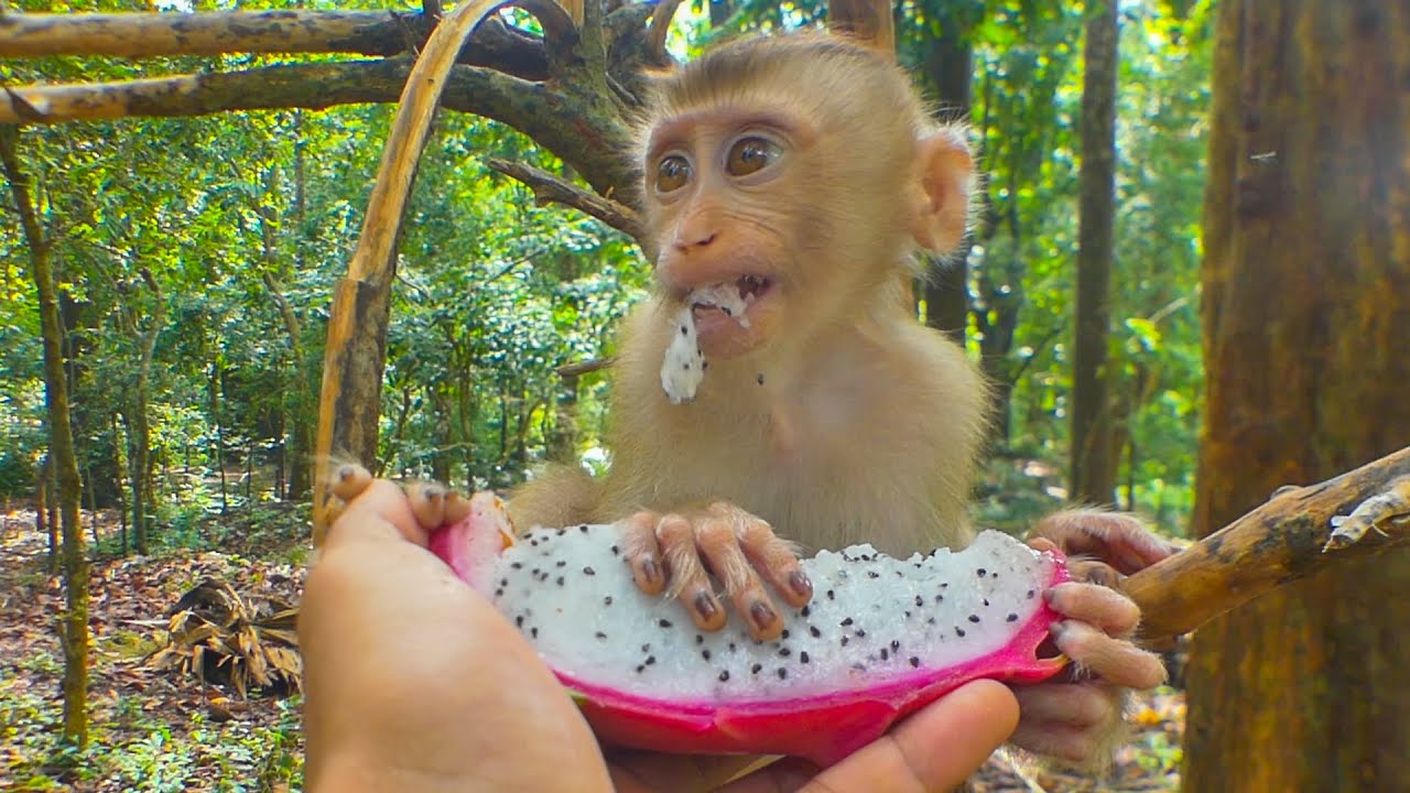 How enjoyable baby Lily eating dragon fruit & sharing to Libby, Leo & Rainbow too - YouTube