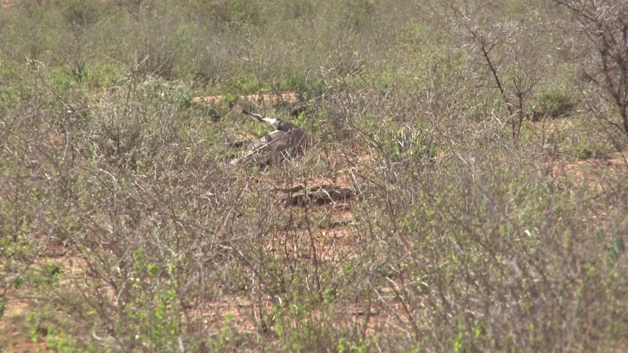 CONDOR HUNTING -ОХОТА-TOP 10 SHOT - YouTube