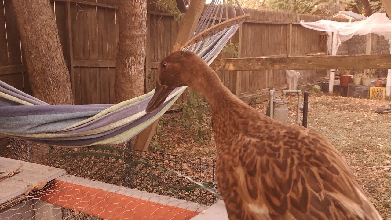 raw footage of ducks being ducks pt3 - YouTube