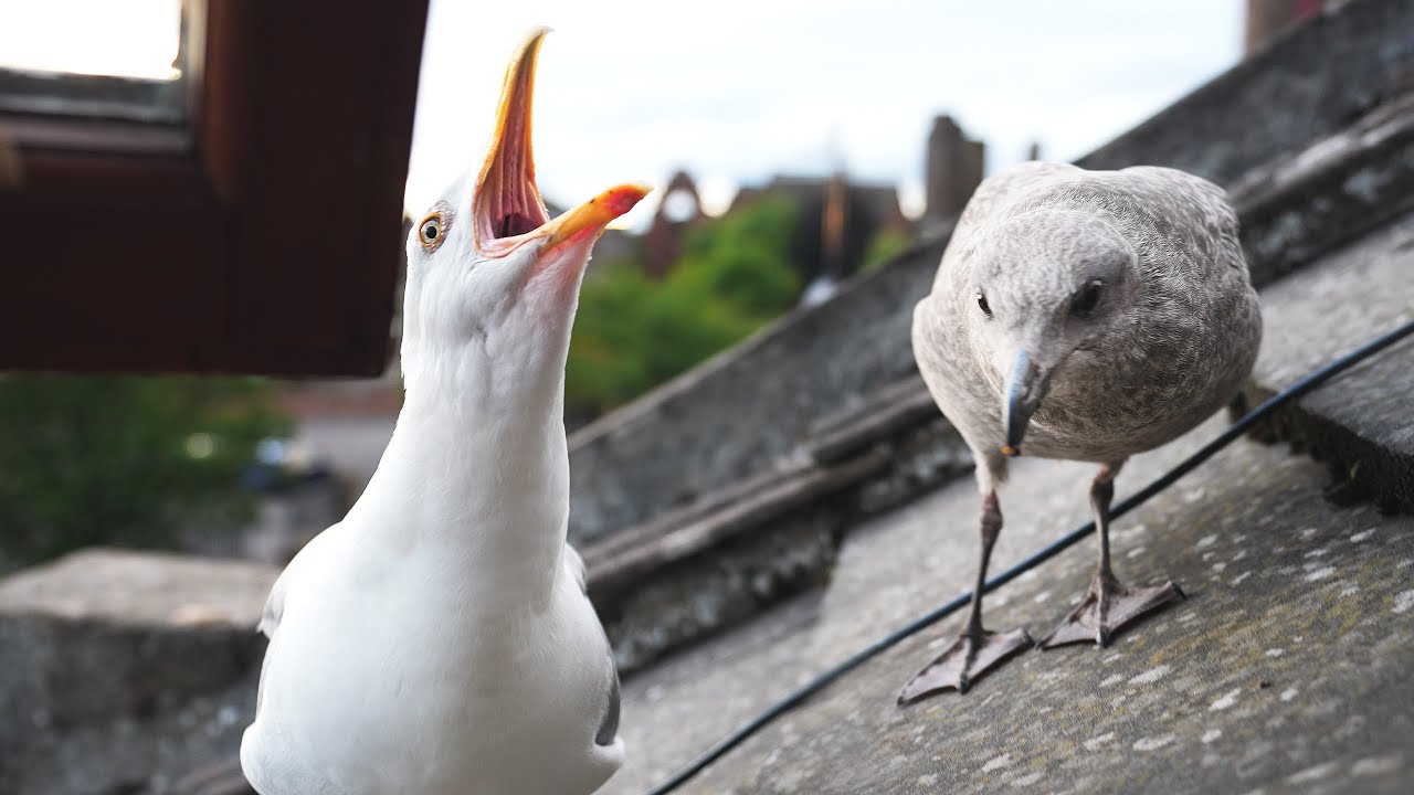 MEETING MY PET SEAGULLS NEW BABY! - YouTube