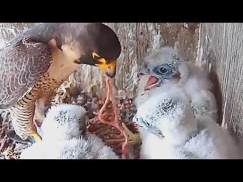 #55🦅Falcon Nest ／Halcón peregrino Nido en DIRECTO | Museo de América ...