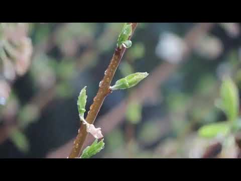 🔴Relaxation pino~meditation music~beautiful rain drops are record~#short nature video NATURE sound #