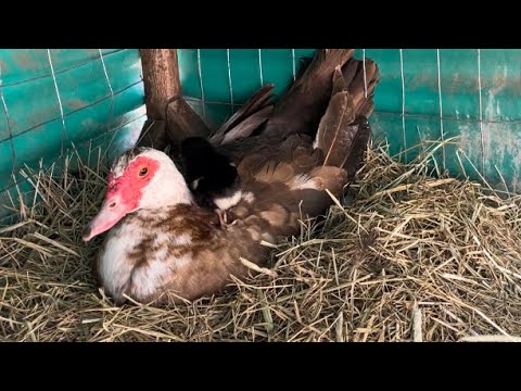 Muscovy Duck Hatches Black Copper Maran Chick - YouTube