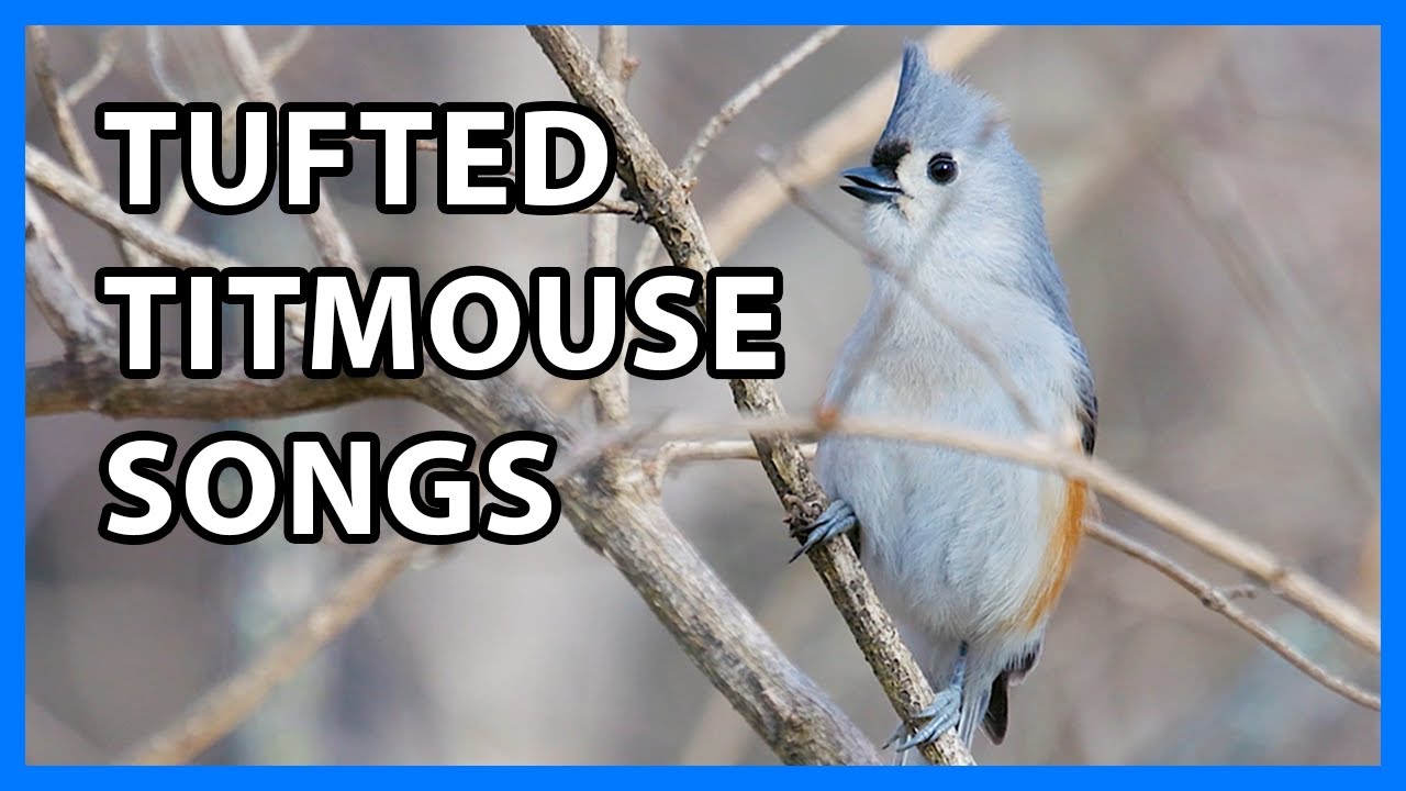 Tufted Titmouse Songs - YouTube