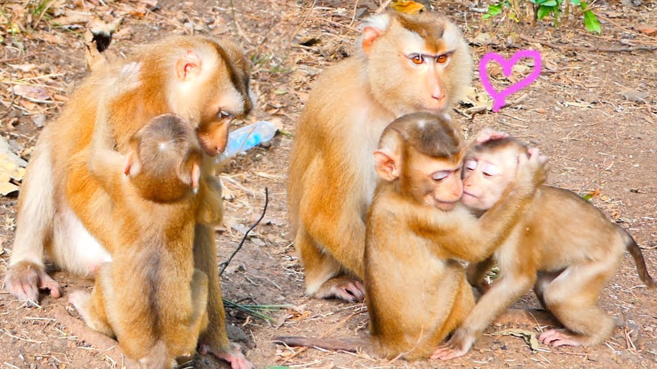 News sweet...baby monkey SARO is very happy when he plays with monkey ...