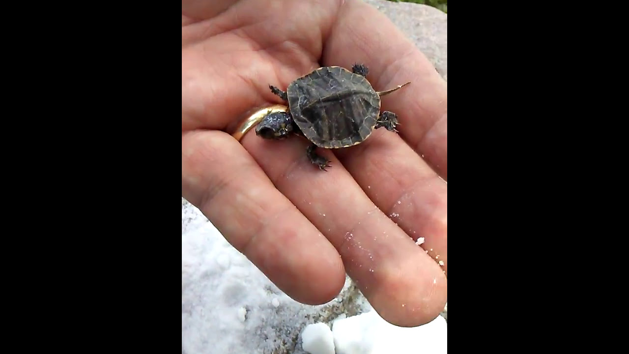 Turtle Mummy: Tiny Turtle preserved/ How to Preserve a Small Turtle in ...