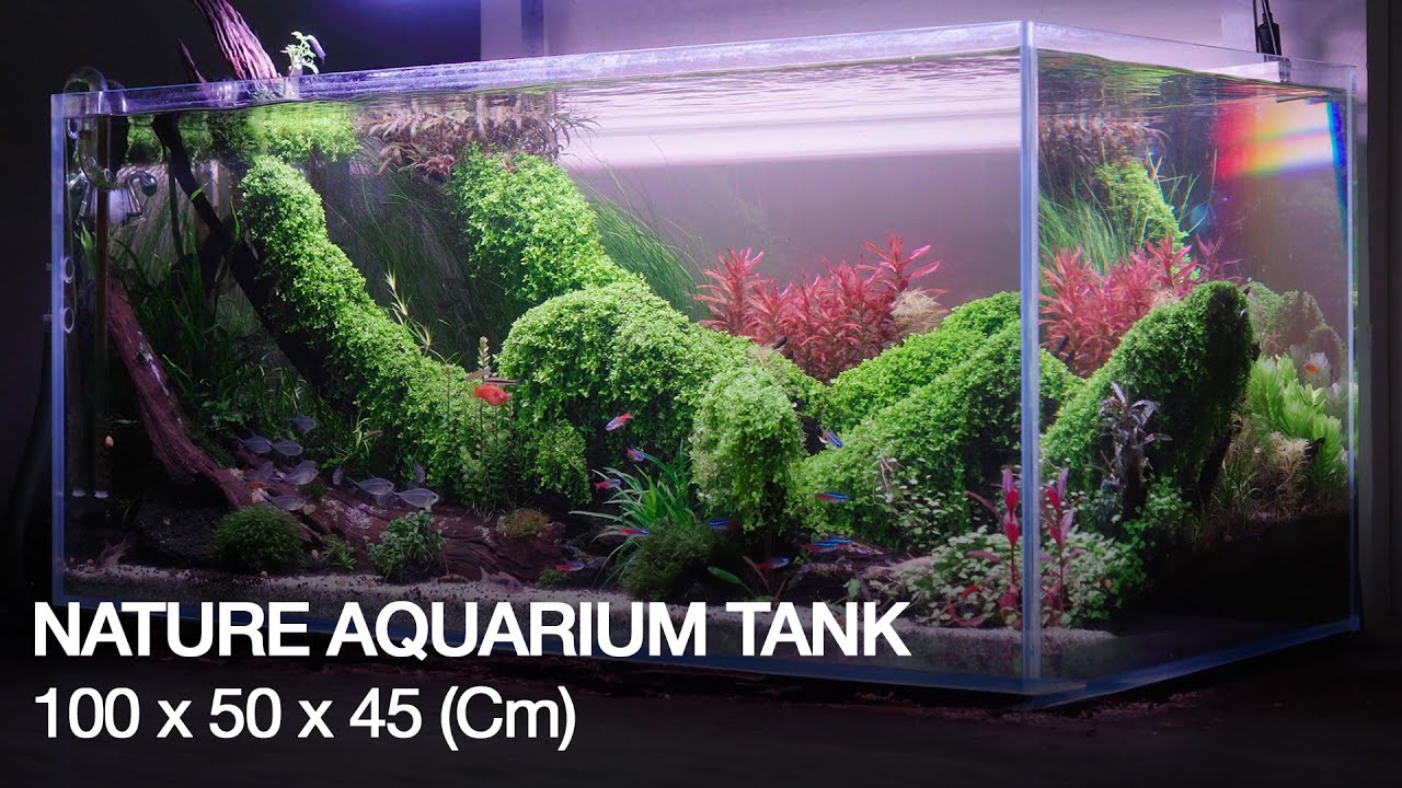 100cm NATURE AQUARIUM TANK WITH MONTE CARLO | Trân Châu Ngọc Trai dán ...