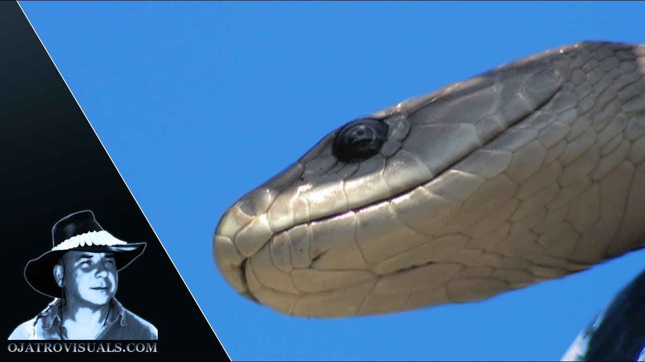 Black Mamba Basking In Tree 01 Footage - YouTube