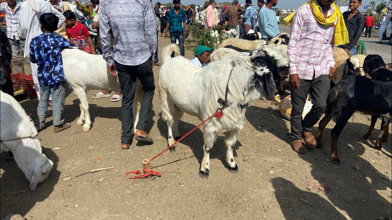 Slaughter Bogda Pool Bakra Mandi Live Update 14 June 2024 - YouTube