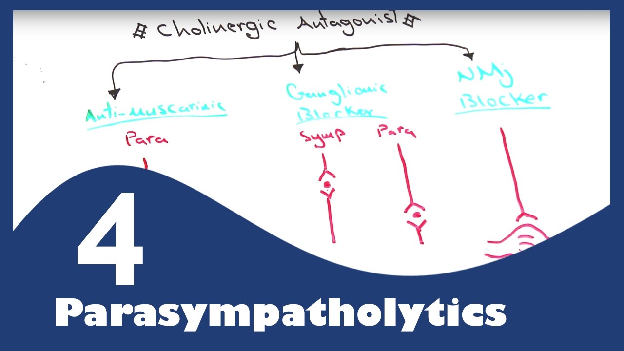 #Pharma_Notes: Parasympatholytics - YouTube