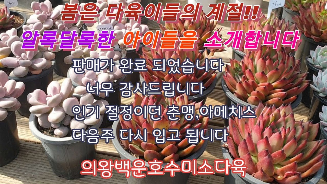 의왕백운호수미소다육 예쁜다육 다육식물 다육이 군생다육이 묵은둥이다육이 Youtube