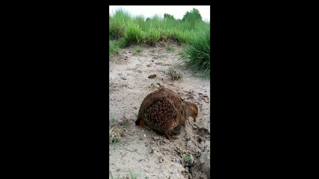 Tetar ki Boli, Tetar Ki awaz Gray Francolin - YouTube