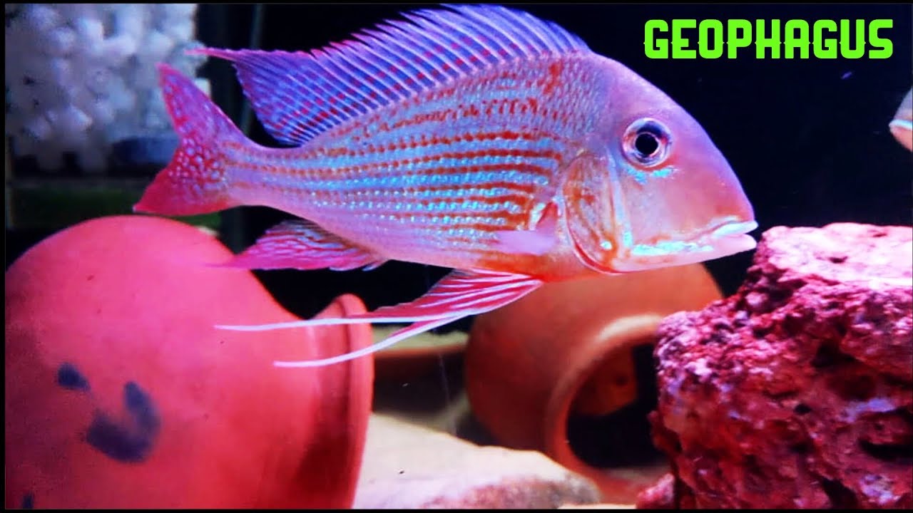 GEOPHAGUS CARE GUIDE | SOUTH AMERICAN CICHLID | TAMIL - YouTube