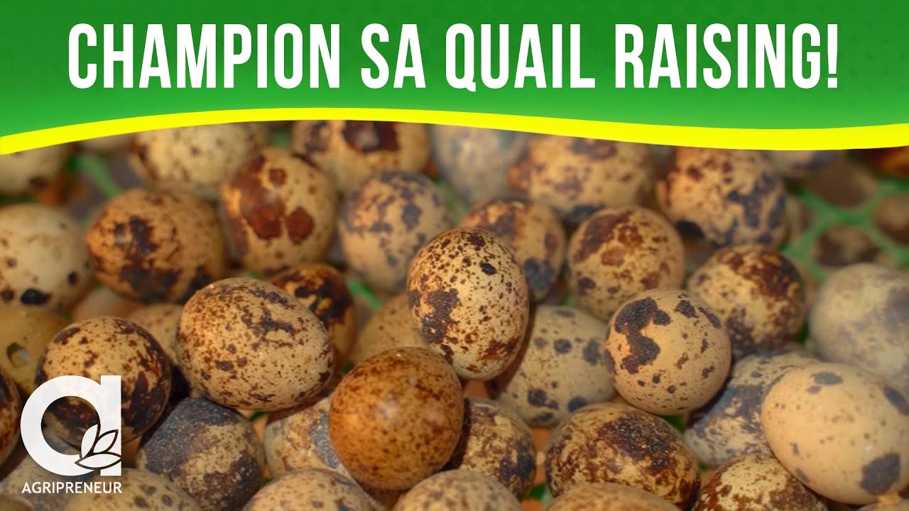Tagumpay sa Quail Raising kasama ang Thomas Quail Farm - YouTube