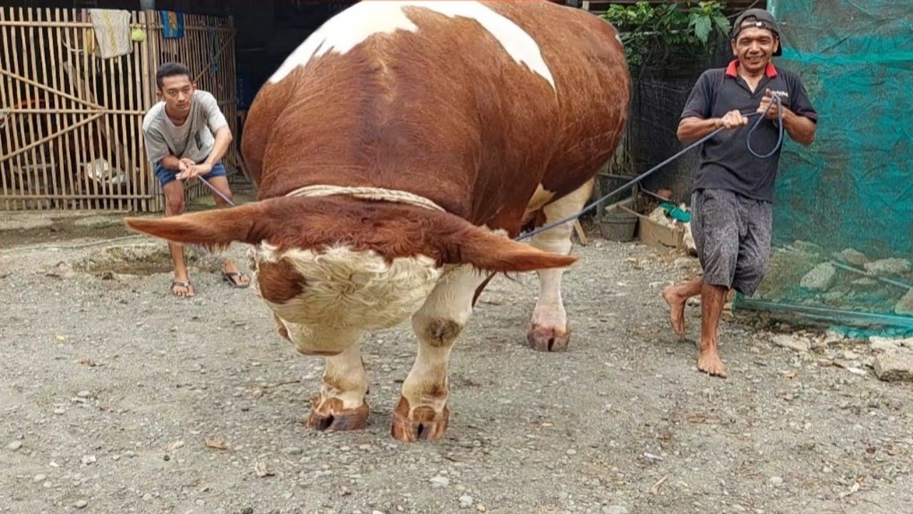 Melewati Dapur BAWOR Sapi Monster Keluar Kandang Ndaru Farm‼️🔥 - YouTube