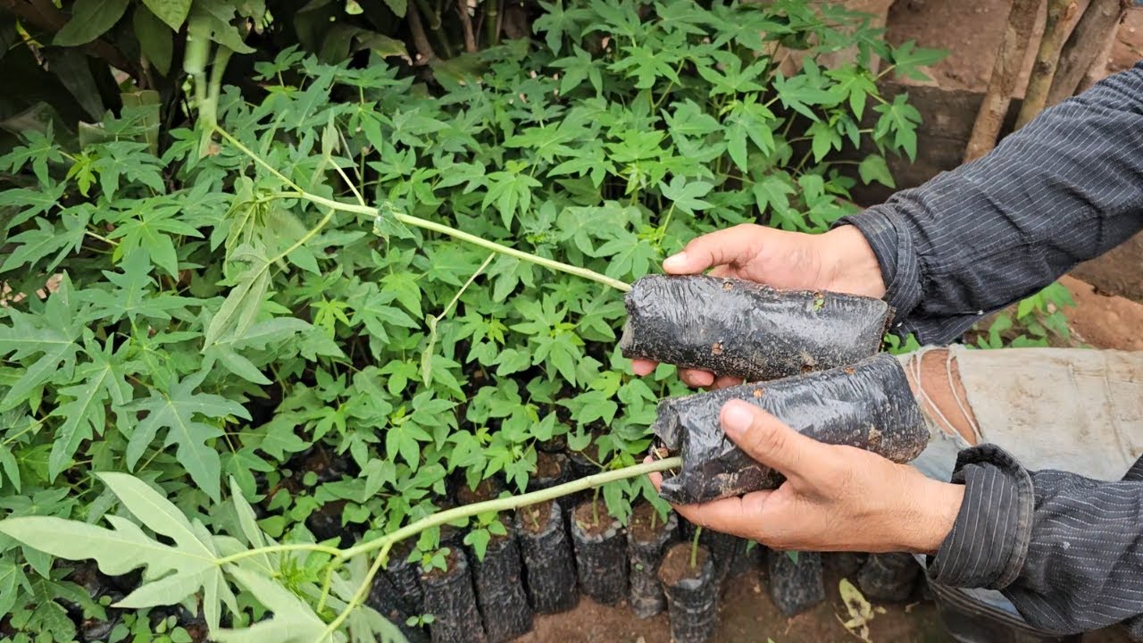 Como se hace el trasplante de plantas de papaya - semillero de papayas - YouTube