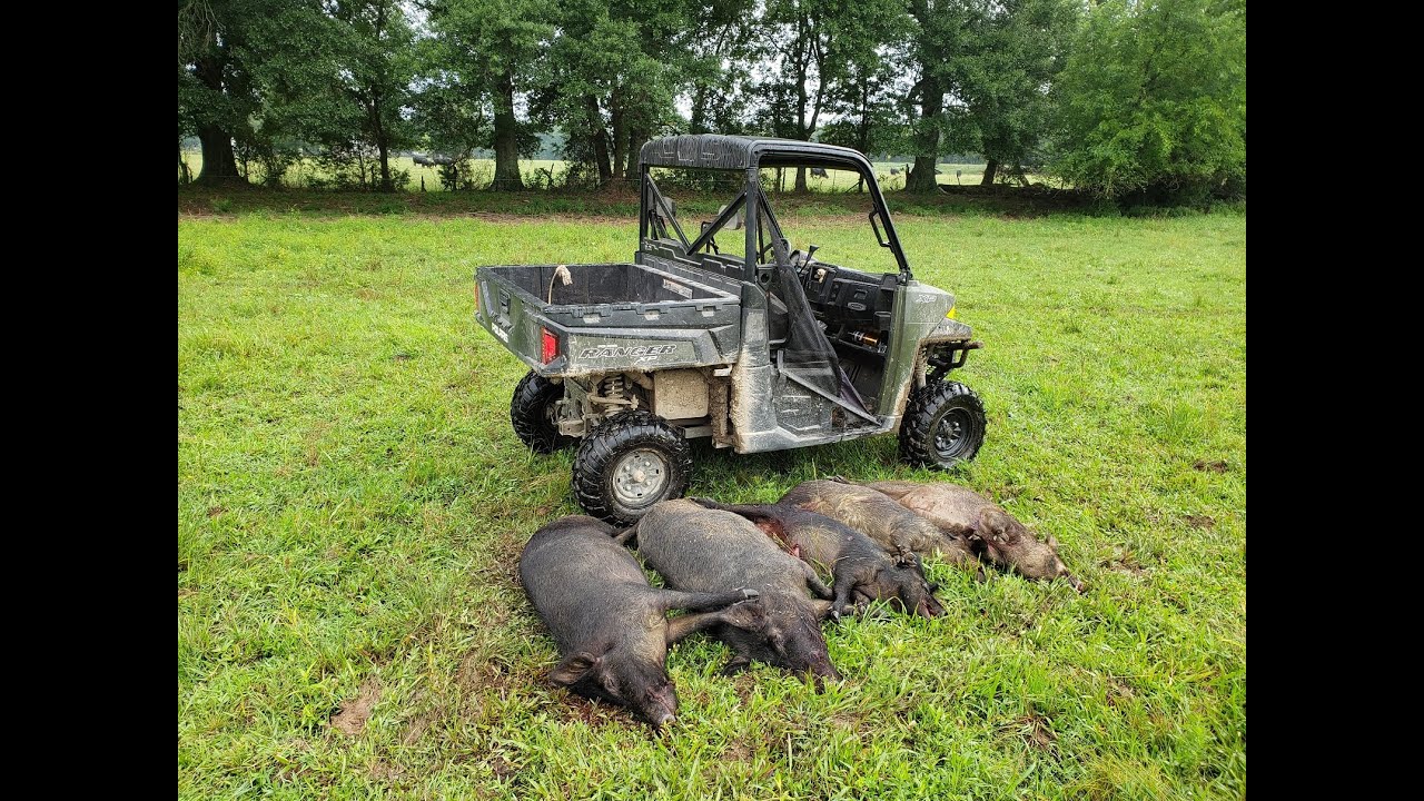 Huge Sow and Four More Down, Thermal Hunting - YouTube