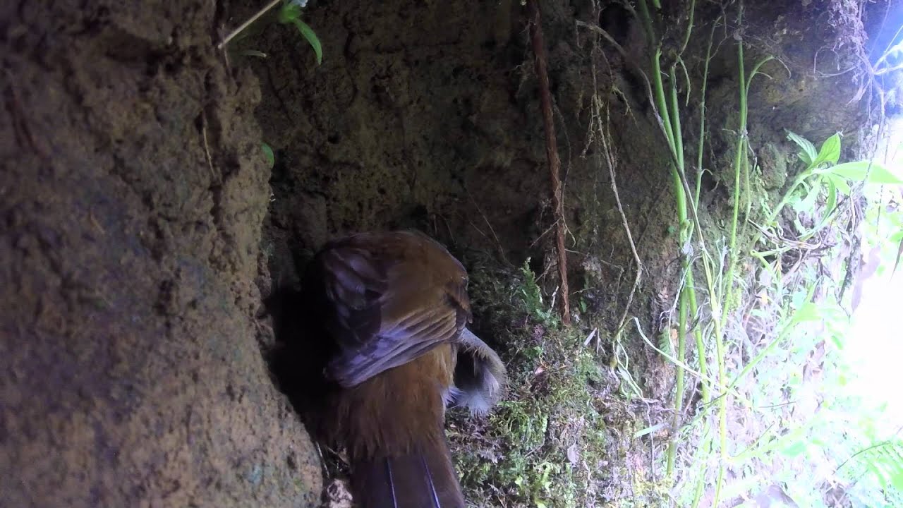 Andean Solitaire (Myadestes ralloides) tending nestlings - PNN Tatamá ...