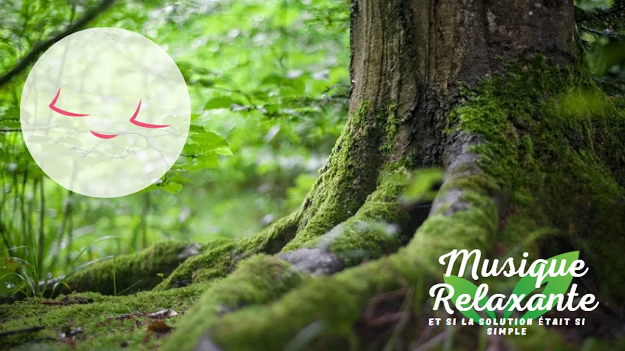 Musique Douce au Piano pour le Sommeil Relaxation et Détente - YouTube