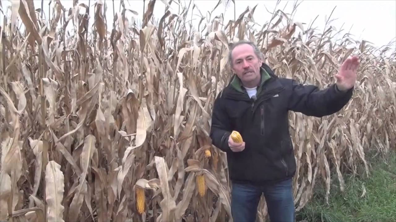 Corn School: Harvest & Storage Procedures for Low Test Weight, High ...