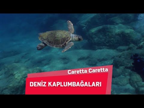 Deniz Kaplumbağaları |  Caretta Caretta