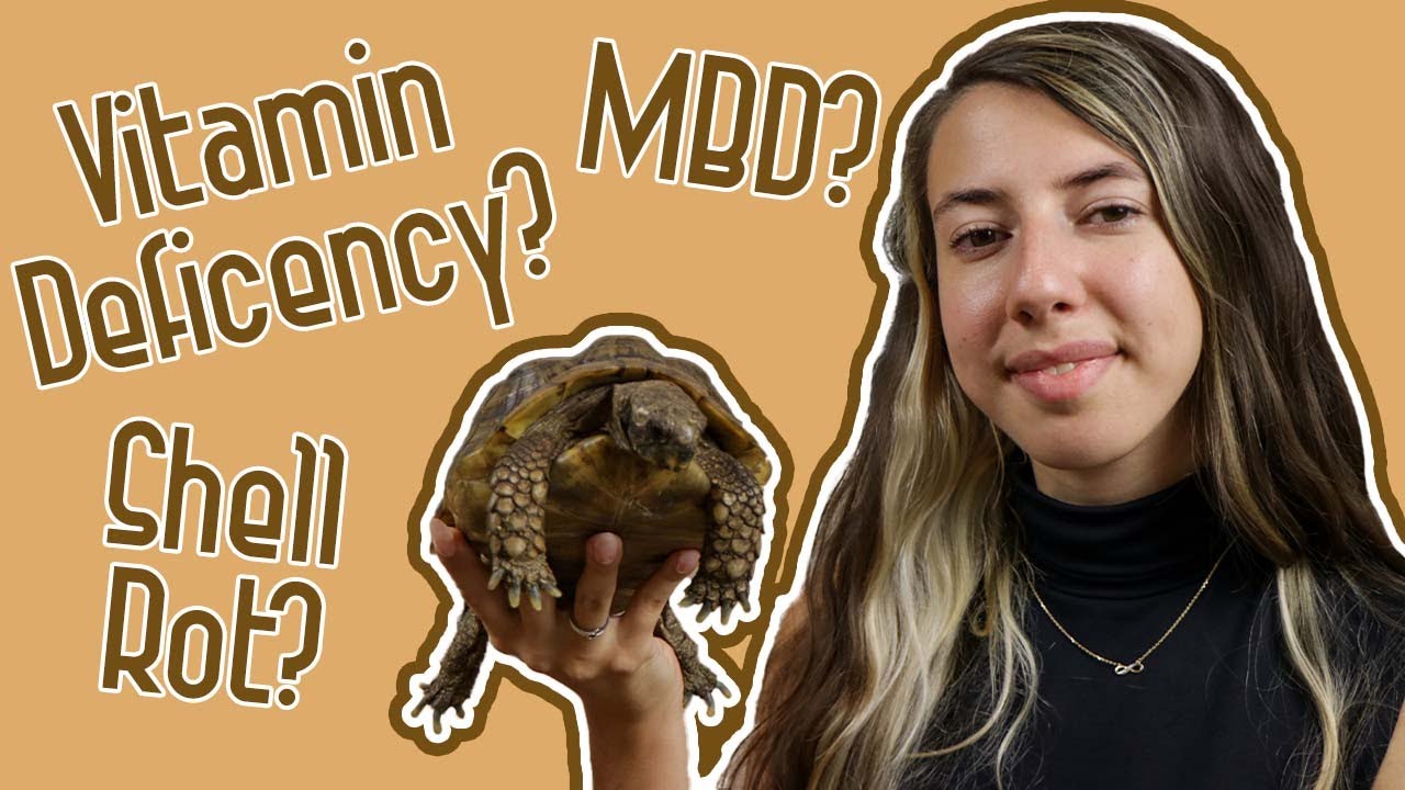 Why Is My Tortoise's Shell Soft? | Treatment - YouTube