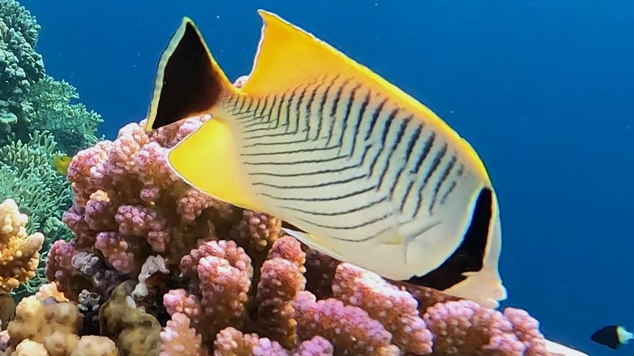 Chevron butterflyfish (Chaetodon trifascialis) triangulate ...
